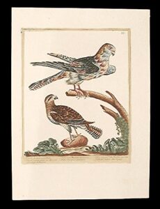 faucon de diverses couleurs [multi-coloured falcon]; faucon a queue anelee ou l’epervier de la baye de hudson [canadian falcon]