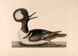 mergus [hooded merganser]