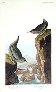 columbian water ouzel, arctic water ouzel, bartram’s vireo, short-legged pewee, rocky mountain fly-catcher. from”the birds of america” (amsterdam edition)