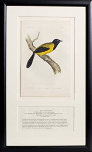 the black headed oriole