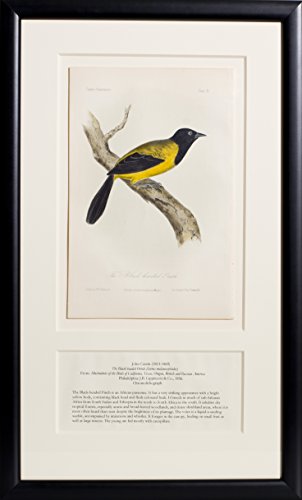 The Black Headed Oriole