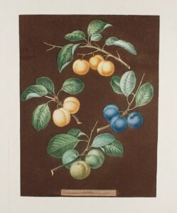 [plums] drap d’or, white gage plum, blue gage plum, green gage