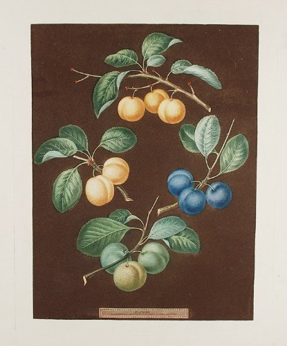 [Plums] Drap d'Or, White Gage Plum, Blue Gage Plum, Green Gage