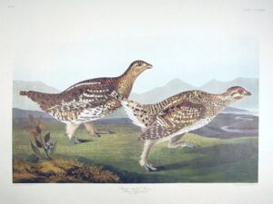 sharp-tailed grouse. from”the birds of america” (amsterdam edition)