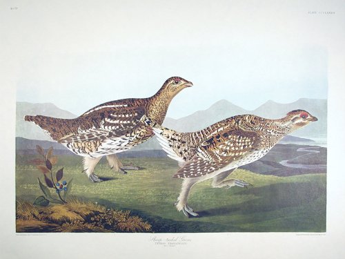 Sharp-tailed Grouse. From"The Birds of America" (Amsterdam Edition)