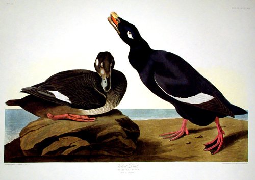 Velvet Duck. From"The Birds of America" (Amsterdam Edition)