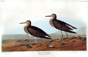 pectoral sandpiper. from”the birds of america” (amsterdam edition)