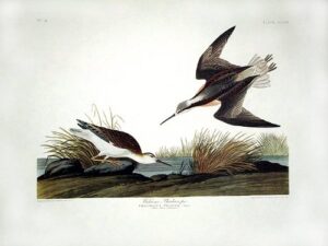 wilson’s phalarope. from”the birds of america” (amsterdam edition)