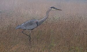 heron in fog