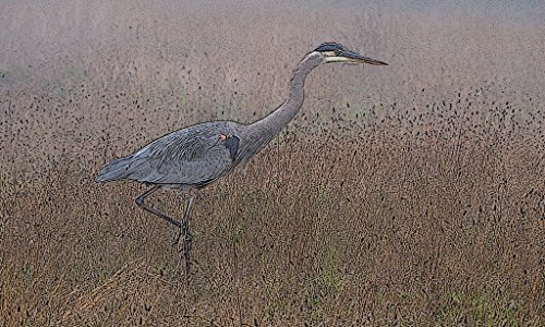 Heron In Fog