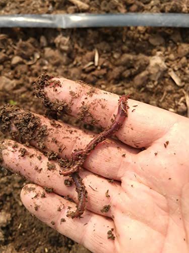 Nature's Dream Ranch 50 Count Red Wiggler Worms Vermicomposting Garden Red Earthworm