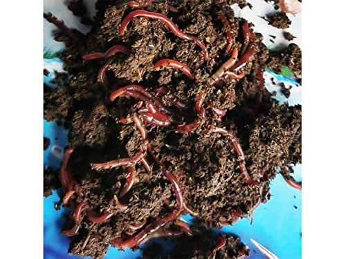 Nature's Dream Ranch 50 Count Red Wiggler Worms Vermicomposting Garden Red Earthworm