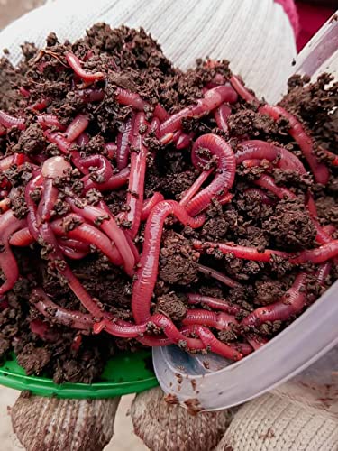 Nature's Dream Ranch 50 Count Red Wiggler Worms Vermicomposting Garden Red Earthworm