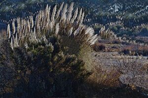 pampas grass at sunset