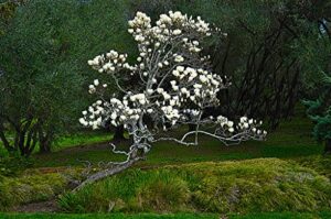 blooming tulip magnolia