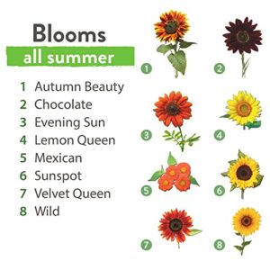 Sunflower Seeds for Planting Outside | 8 Variety Pack | Perennial Flower Seed for Your Sunflower Garden - Plant Mexican, Lemon Queen, Autumn Beauty | Dwarfs: Sunspot, Velvet Queen & More