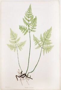 polypodium robertianum [limestone oak fern]