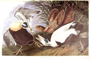 eider duck. from”the birds of america” (amsterdam edition)