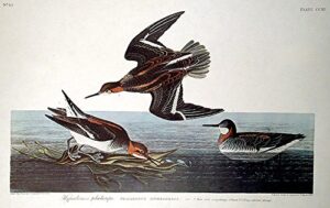 hyperborean phalarope. from”the birds of america” (amsterdam edition)