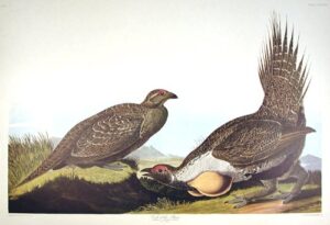 cock of the plains. from”the birds of america” (amsterdam edition)