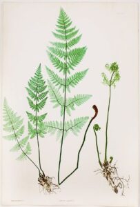 lastrea spinulosa [prickly buckler fern]