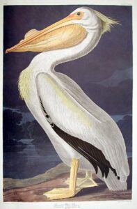 american white pelican. from”the birds of america” (amsterdam edition)