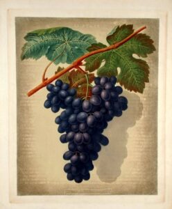 [grapes] black marocco (morocco grape)