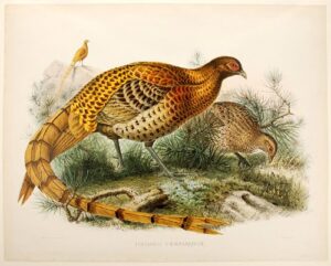 phasianus soemmerringii [soemmering’s pheasant]