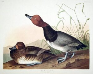 red-headed duck. from”the birds of america” (amsterdam edition)