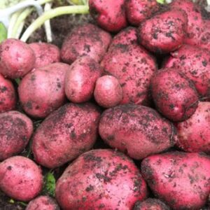 Southern Red Seed Potato Hand Selected AAA Grade Hand Selected Seed Naturally Grown