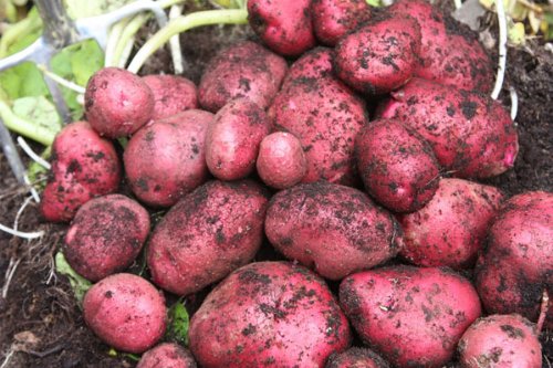 Southern Red Seed Potato Hand Selected AAA Grade Hand Selected Seed Naturally Grown