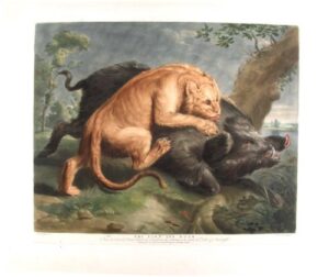 the lion and the boar. from the original picture, painted by snyders, in the collection of his grace the duke of newcastle