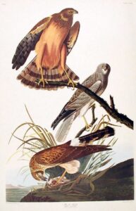 marsh hawk. from”the birds of america” (amsterdam edition)