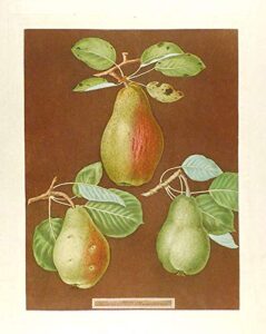 [pears] chaumontelle pear; windsor pear; summer bon chretien