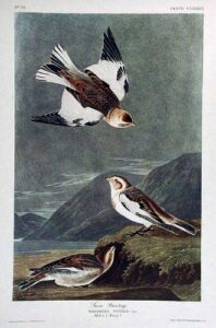 snow bunting. from”the birds of america” (amsterdam edition)