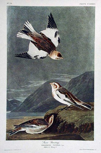 Snow Bunting. From"The Birds of America" (Amsterdam Edition)