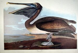 brown pelican. from”the birds of america” (amsterdam edition)