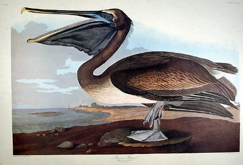 Brown Pelican. From"The Birds of America" (Amsterdam Edition)