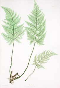 lastrea foenisecii [hay-scented, or concave prickly-toothed buckler fern]