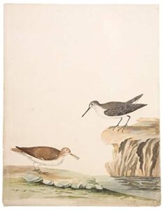 sea purse & sand piper