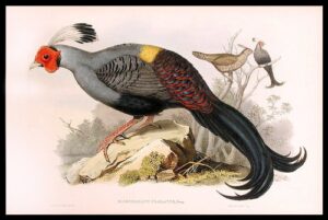 [siamese fireback (lophura diardi)] diardigallus praelatus