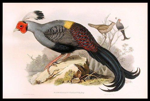 [Siamese Fireback (Lophura diardi)] Diardigallus praelatus