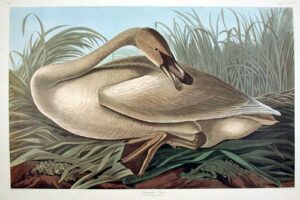 trumpeter swan [young]. from”the birds of america” (amsterdam edition)