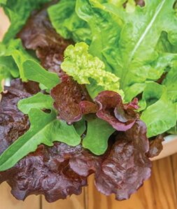 burpee heatwave blend lettuce seeds 1000 seeds