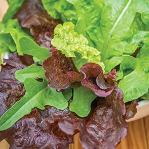 Burpee Heatwave Blend Lettuce Seeds 1000 seeds