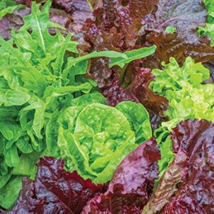 Burpee Heatwave Blend Lettuce Seeds 1000 seeds