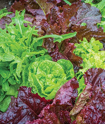 Burpee Heatwave Blend Lettuce Seeds 1000 seeds