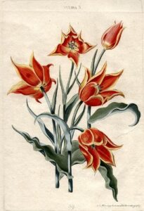 tulipa x [plate 56]