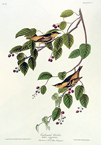 Carbonated Warbler. From"The Birds of America" (Amsterdam Edition)