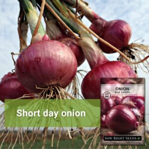 Sow Right Seeds - Red Creole Onion Seed for Planting - Non-GMO Heirloom Packet with Instructions to Plant a Home Vegetable Garden